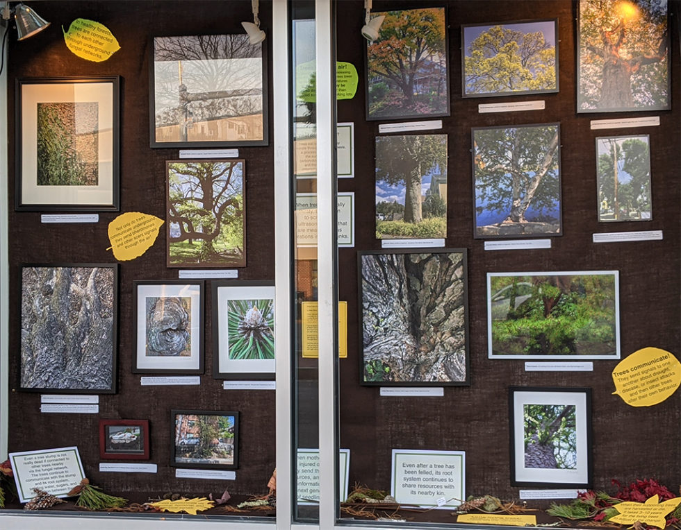 Group plants 'Recognizing Our Oldest Trees' exhibit with photos and ...