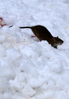 Did a harsh winter help by killing off rats? - Cambridge Day