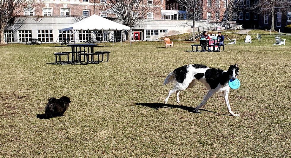 Harvard's Radcliffe Quad was a haven for dogs until incidents with a ...