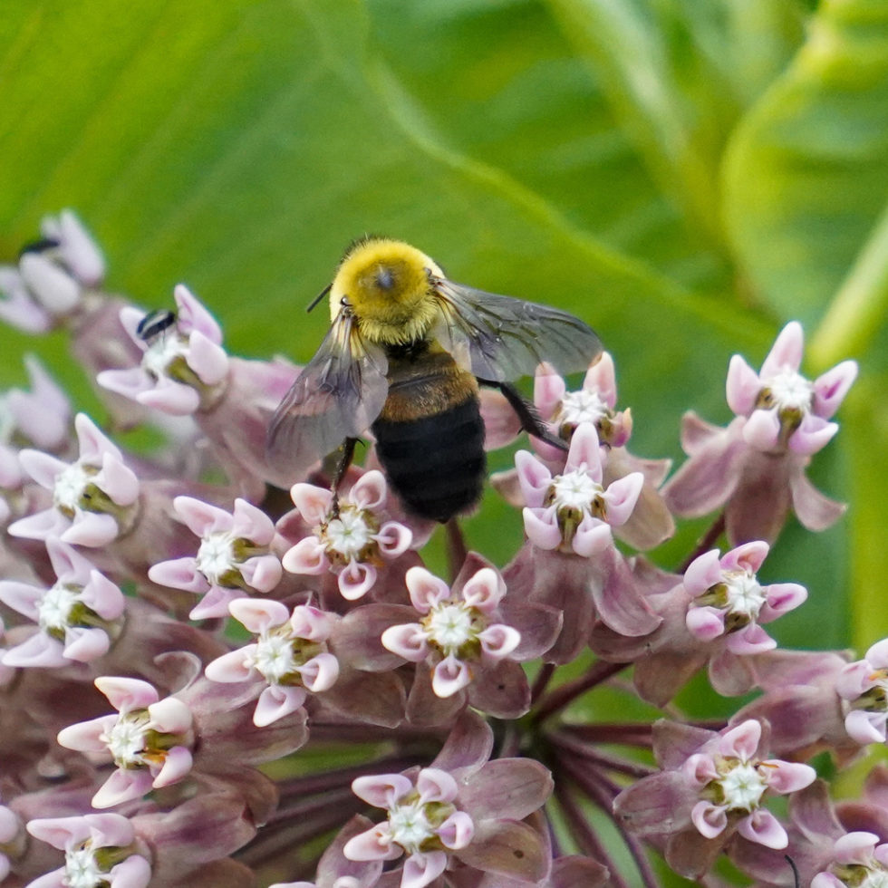 A brown-belted bumblebee buzz pollinates, meaning it shakes to make ...
