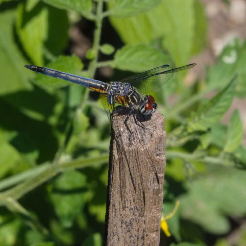 Blue dasher dragonflies have incredible eyesight and can consume ...