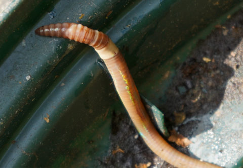 Asian jumping worms are an invasive species destroying our forests, and ...