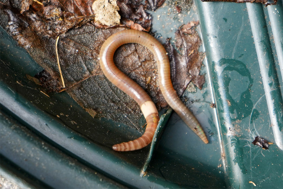 Asian jumping worms are an invasive species destroying our forests, and ...