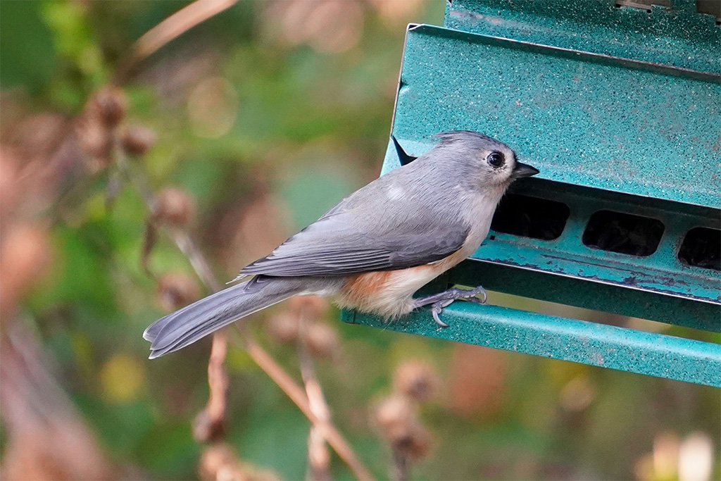 A tufted titmouse might fly in to steal your hair, plucking it while ...
