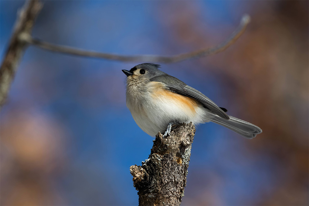 A tufted titmouse might fly in to steal your hair, plucking it while ...