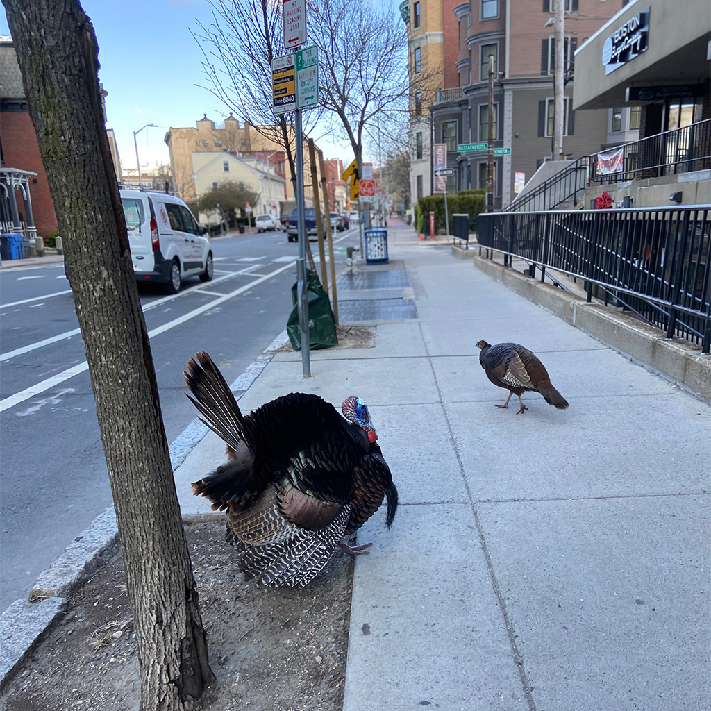 We like our wild turkeys, and not just as a dinner, and can coexist if ...