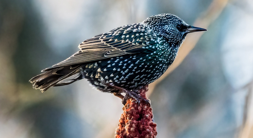 Starlings may have no real link to Shakespeare, but they have gone from ...
