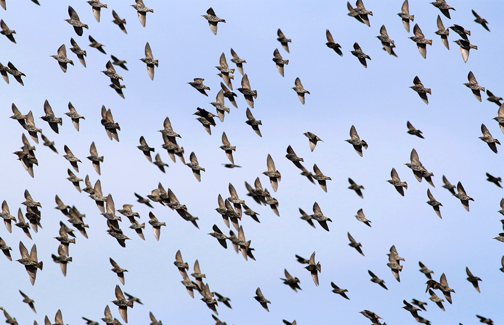 Starlings may have no real link to Shakespeare, but they have gone from ...