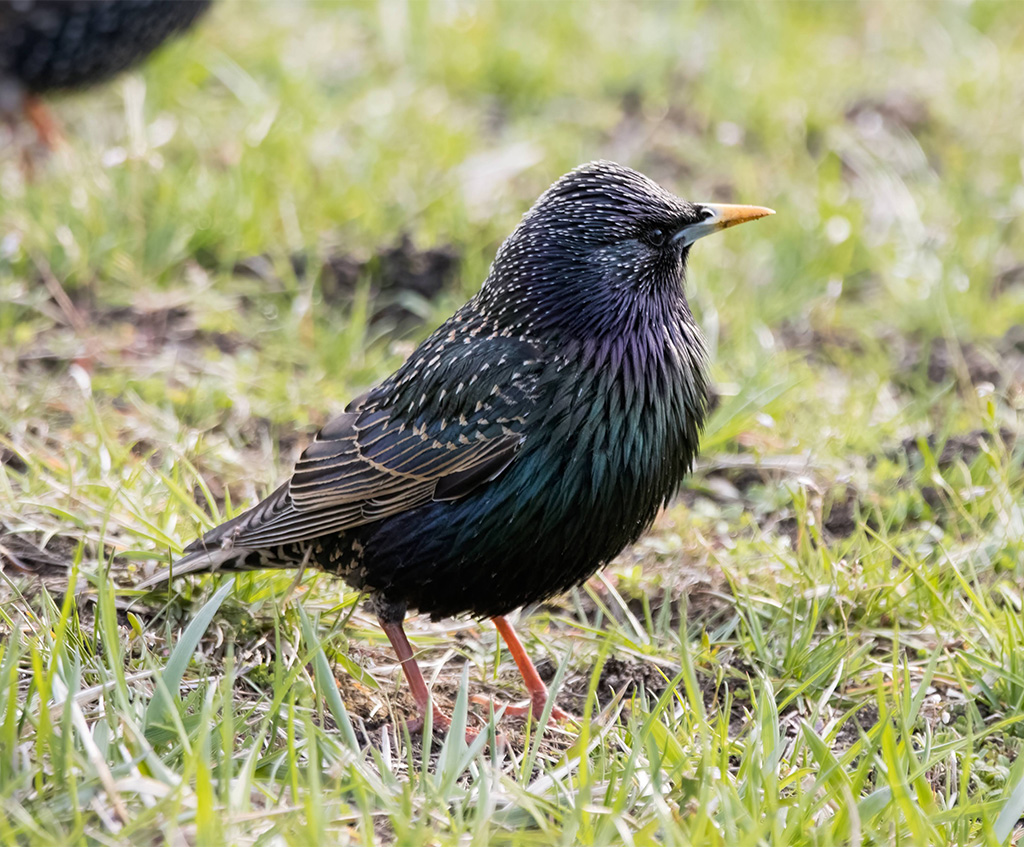 Starlings may have no real link to Shakespeare, but they have gone from ...