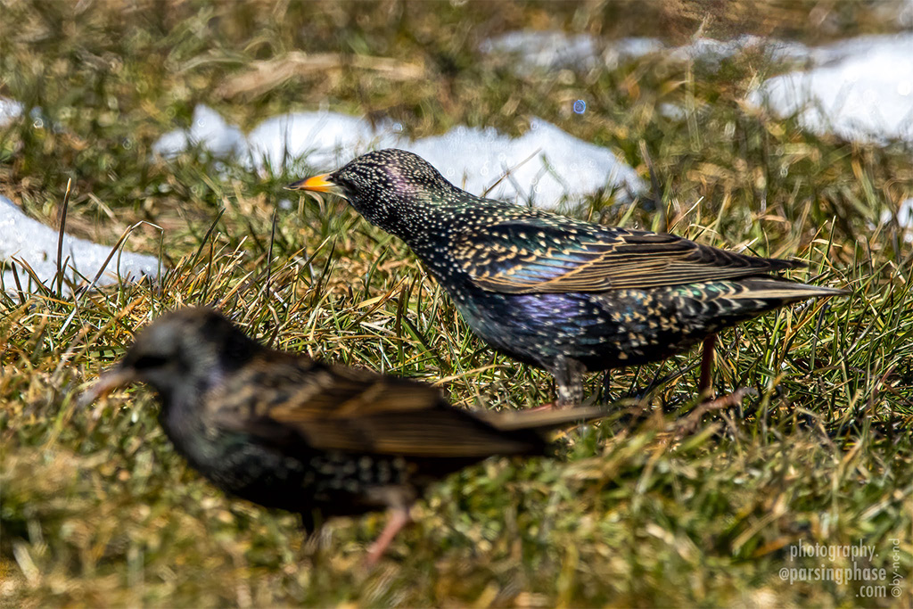 Starlings may have no real link to Shakespeare, but they have gone from ...