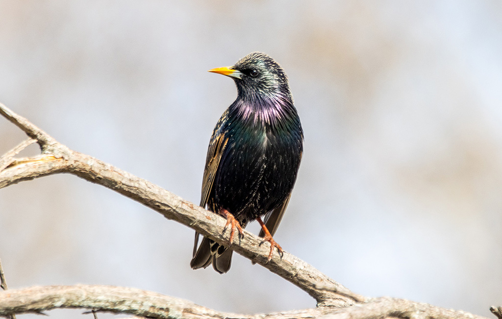 Starlings may have no real link to Shakespeare, but they have gone from ...