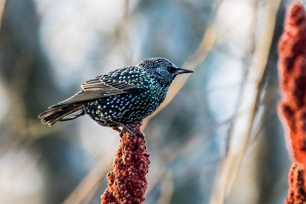 Starlings may have no real link to Shakespeare, but they have gone from ...