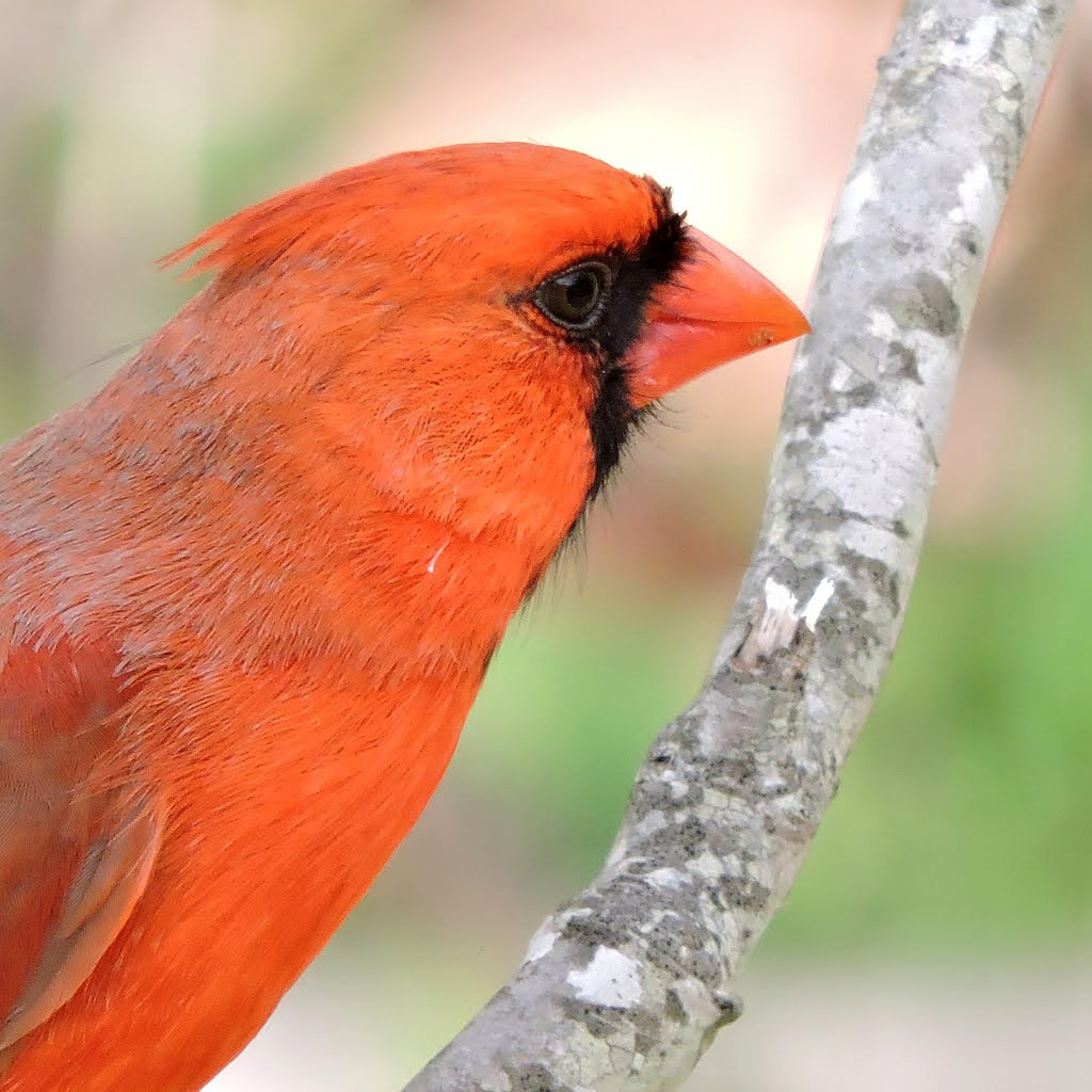 Northern cardinals bless our region year-round with brilliant color ...