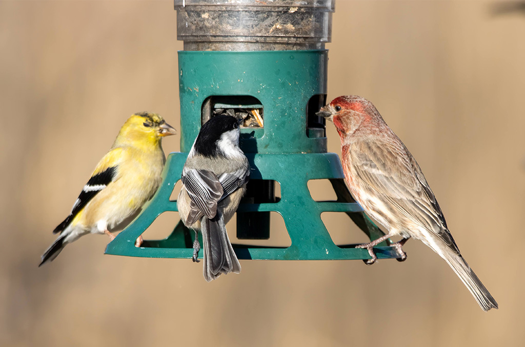 Chickadees are little, but you wouldn't know it from appetite for ...