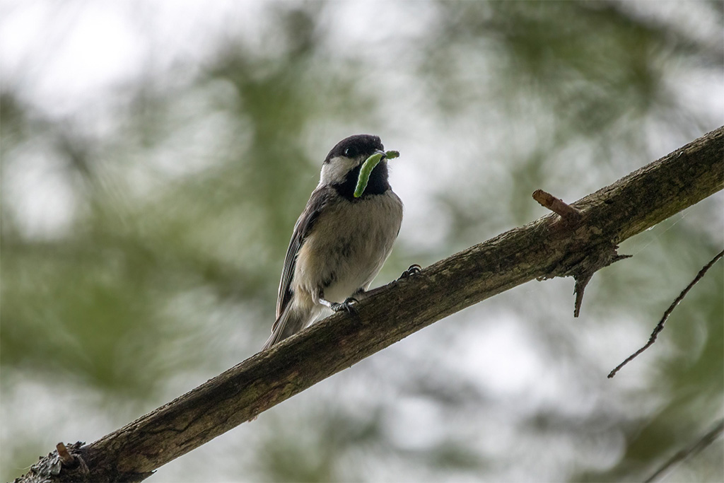 Chickadees are little, but you wouldn't know it from appetite for ...