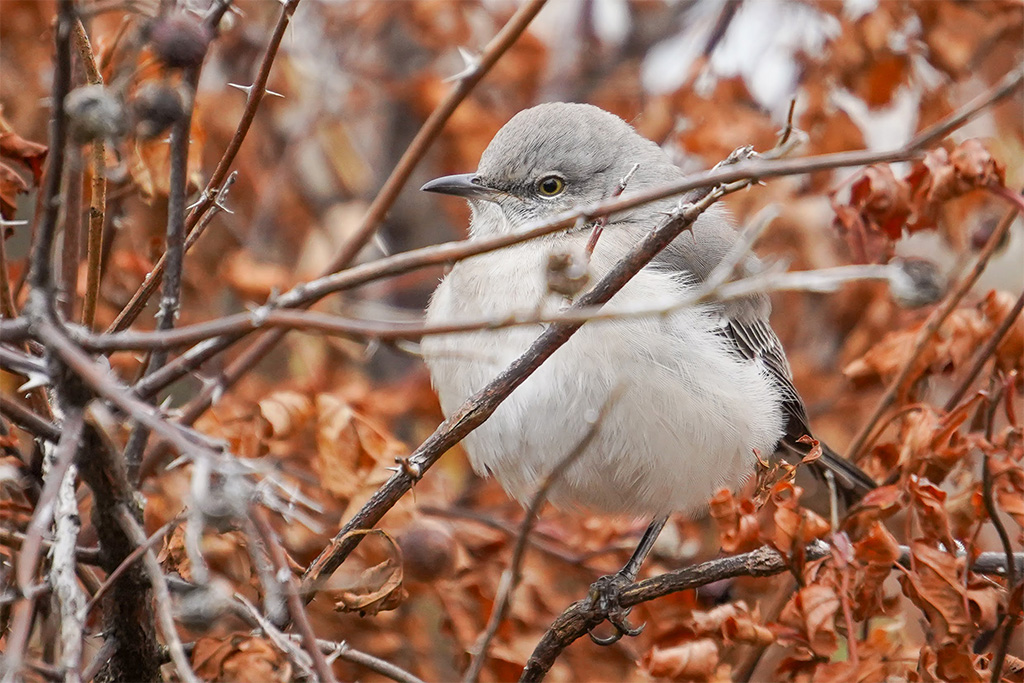 Look close in winter thickets for a mockingbird, imitator of sounds ...