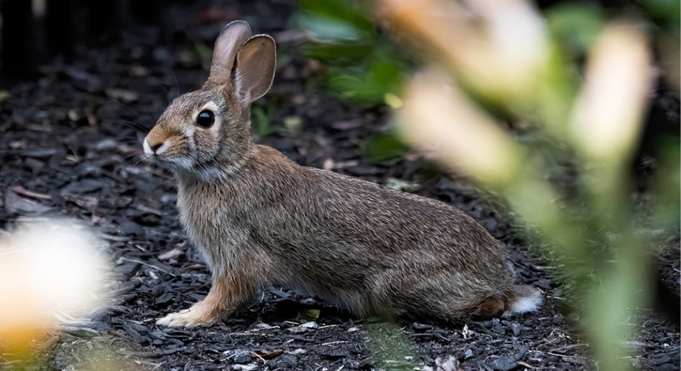 Some secrets of those rabbits you see everywhere (which are not even ...