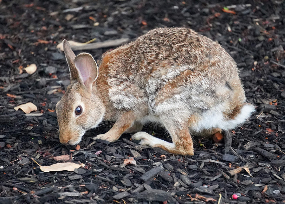 Some secrets of those rabbits you see everywhere (which are not even ...