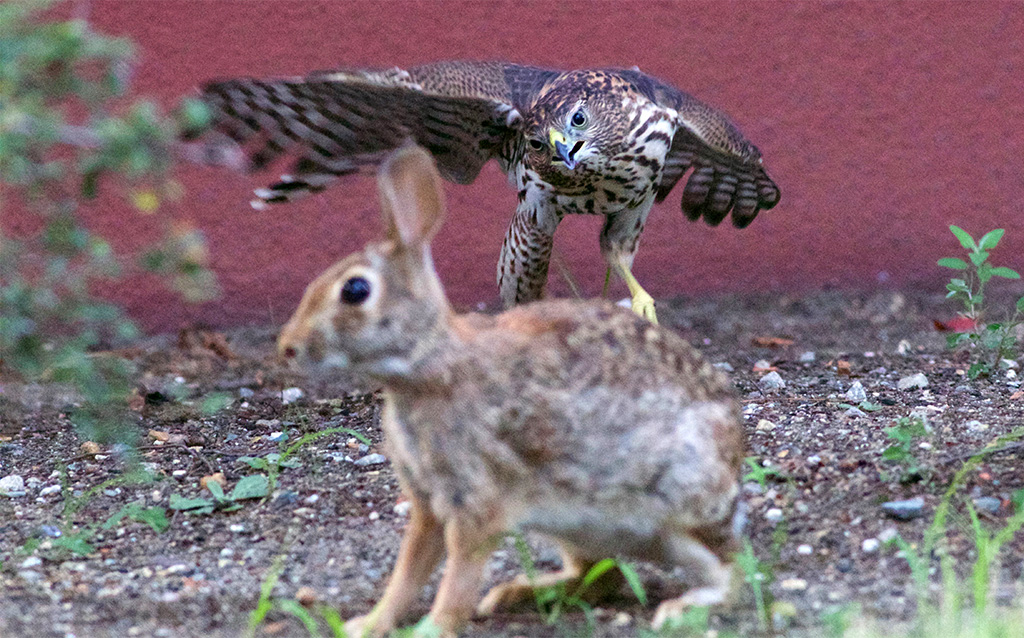 Some secrets of those rabbits you see everywhere (which are not even ...