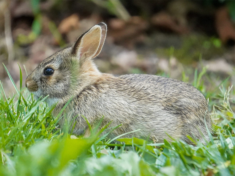 Some secrets of those rabbits you see everywhere (which are not even ...