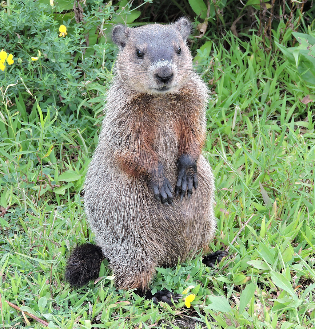 Groundhogs are a terrible predictor of weather, scourge to farmers and ...