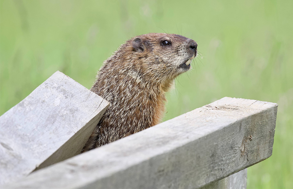 Groundhogs are a terrible predictor of weather, scourge to farmers and ...