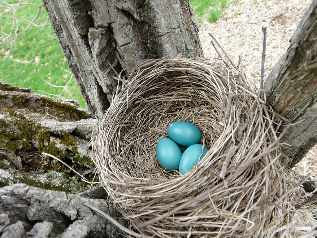 Though a harbinger of spring, American robins can use amazing ...