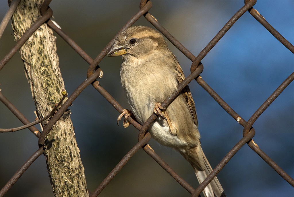 Nobody asked the songbirds if they wanted a job, and that's why America ...