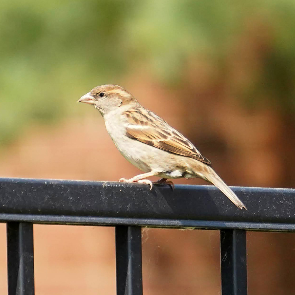 Nobody asked the songbirds if they wanted a job, and that's why America ...
