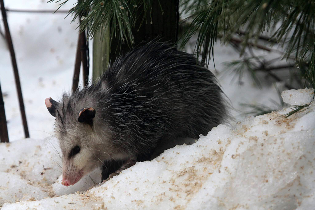 From teeth to tail, opossums are so unusual playing dead is truly the ...