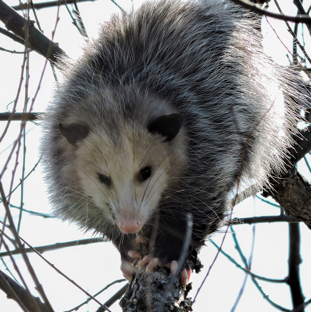 From teeth to tail, opossums are so unusual playing dead is truly the ...