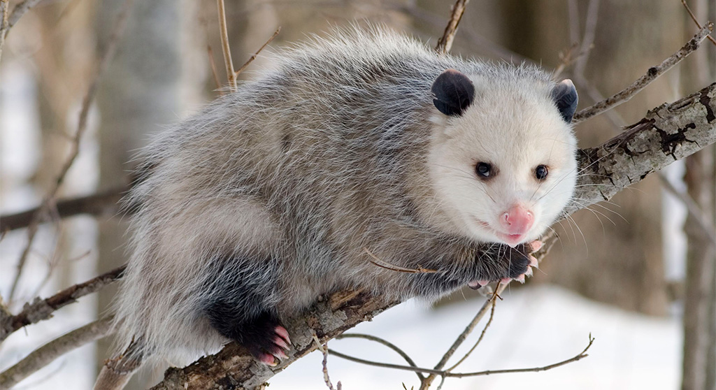 From teeth to tail, opossums are so unusual playing dead is truly the ...