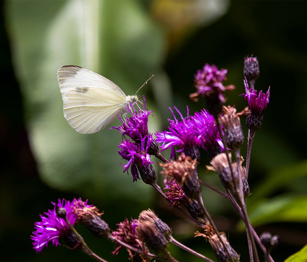 Cabbage white butterflies eat their greens, though they also eat a ...
