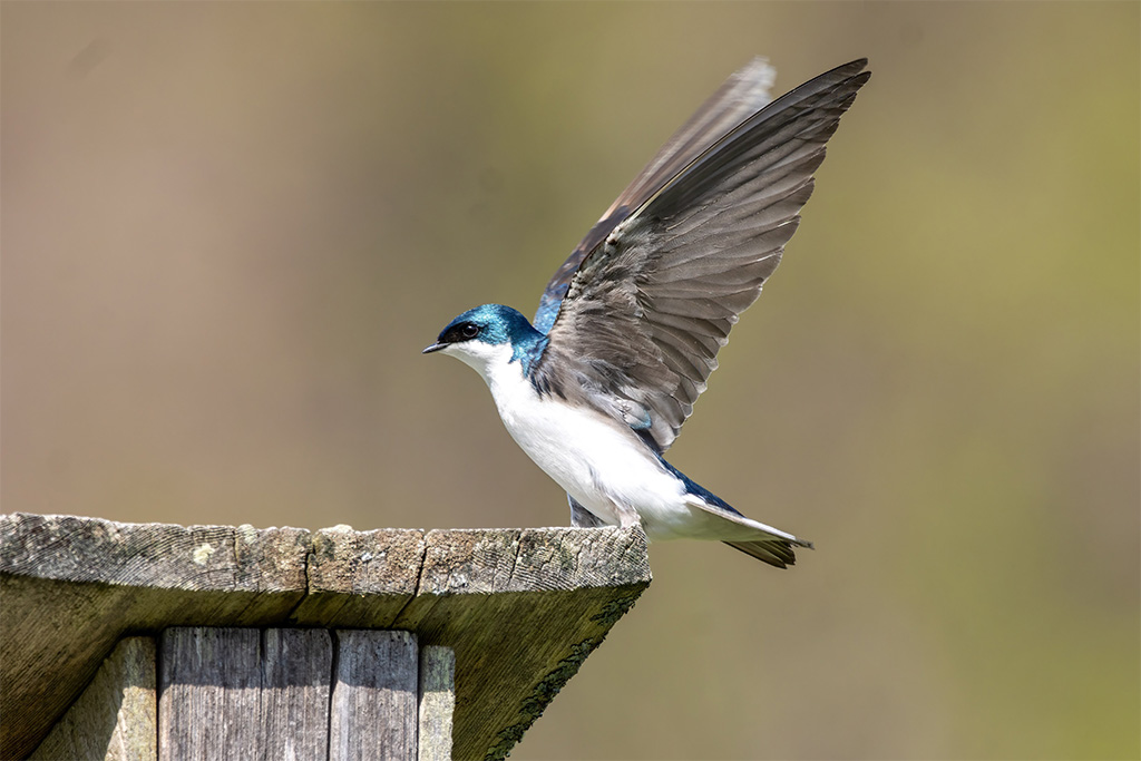 Tree swallows are fighters but also vulnerable, victims of the cold and ...