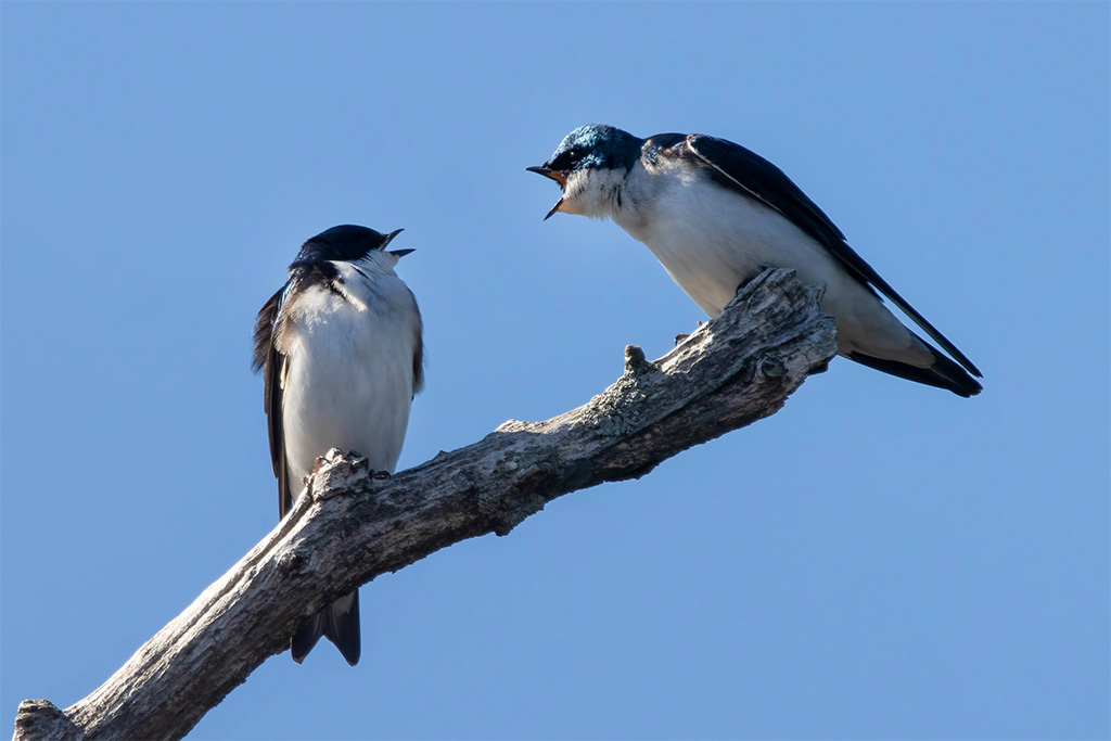 Tree swallows are fighters but also vulnerable, victims of the cold and ...