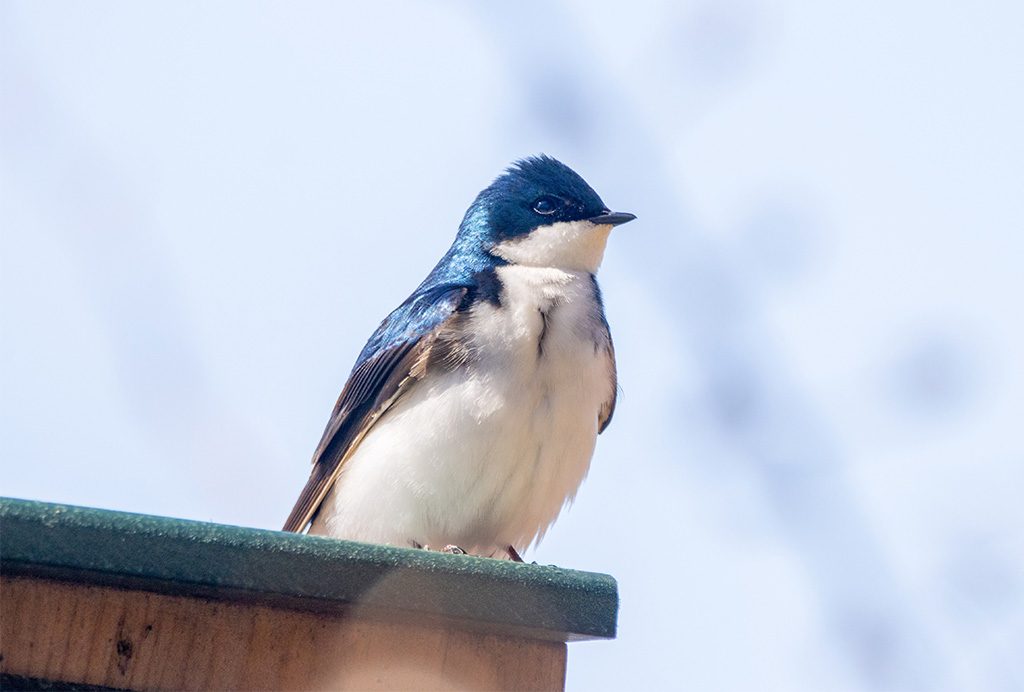 Tree swallows are fighters but also vulnerable, victims of the cold and ...