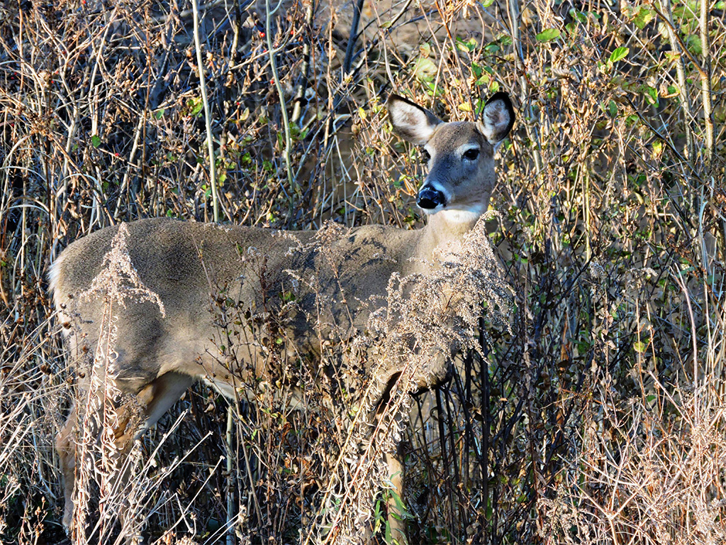 Where city meets forest, white-tailed deer emerge to snack until ...