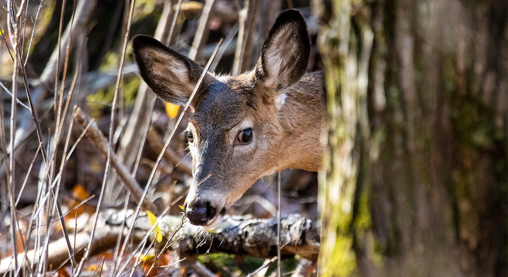 Where city meets forest, white-tailed deer emerge to snack until ...