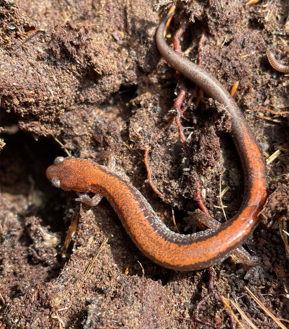 Red-backed Salamanders are tiny but numerous, and invading fungus could ...