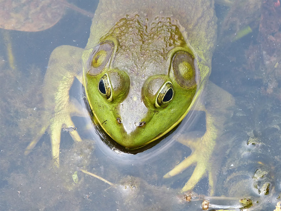 Bullfrogs can and will eat almost anything, getting big enough that we ...