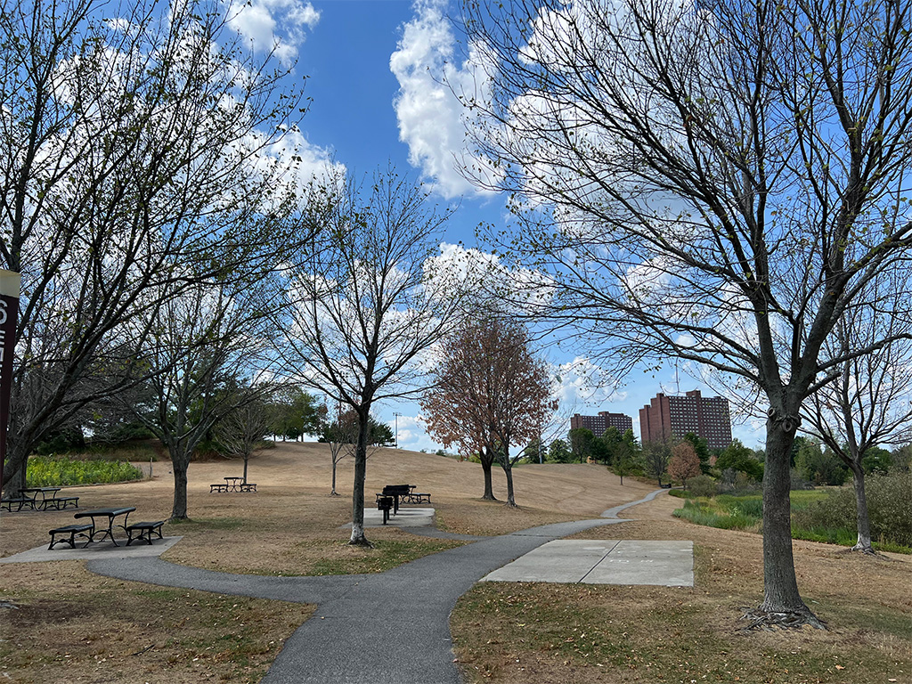 City failed to protect trees in Danehy Park - Cambridge Day