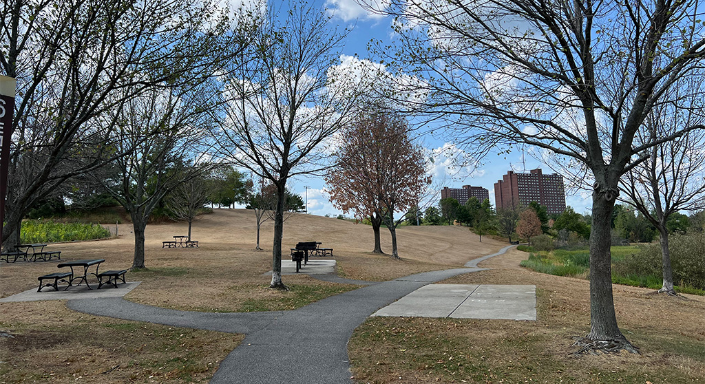 City failed to protect trees in Danehy Park - Cambridge Day