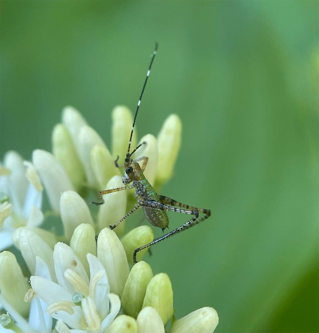 Often indistinguishable from trees' green leaves, katydids have song ...