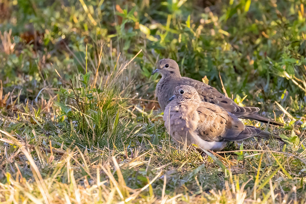 Mourning doves have a mortality rate to cry over, but survive better ...