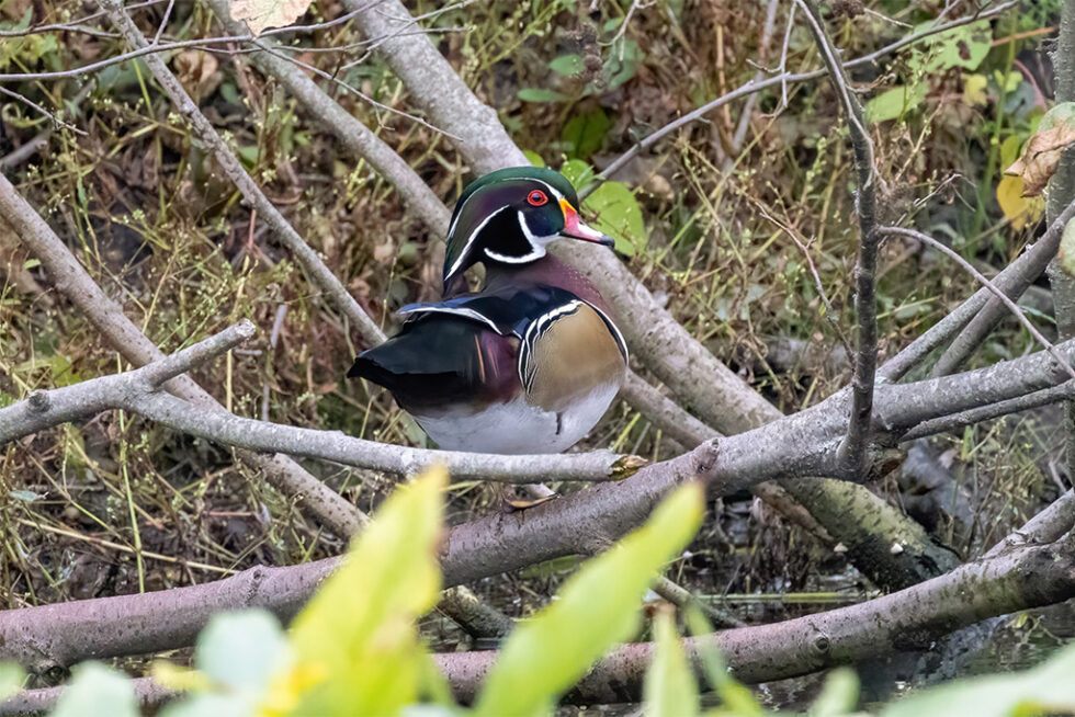 Beautiful wood ducks belong to North America, where the birds were ...