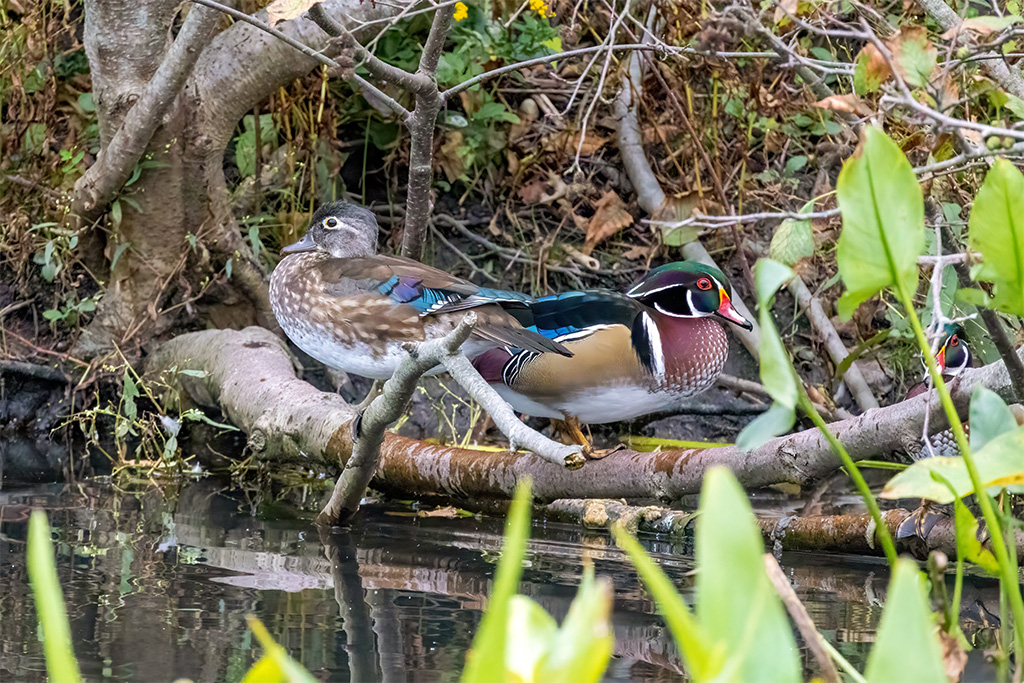 Beautiful wood ducks belong to North America, where the birds were ...