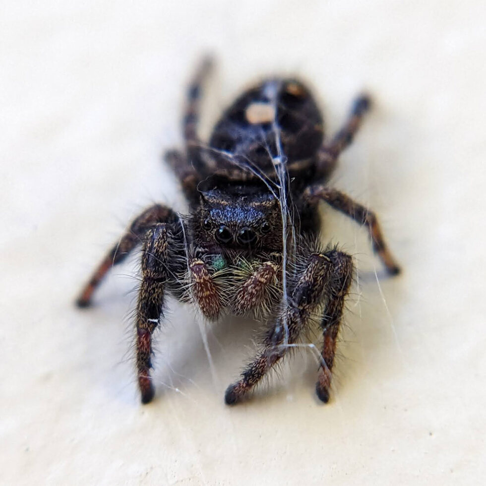 Bold jumping spiders will attack larger prey, leaping four times the length of their body ...