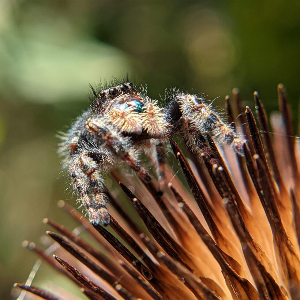 Bold jumping spiders will attack larger prey, leaping four times the ...