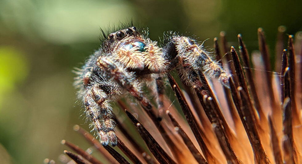 Bold jumping spiders will attack larger prey, leaping four times the ...