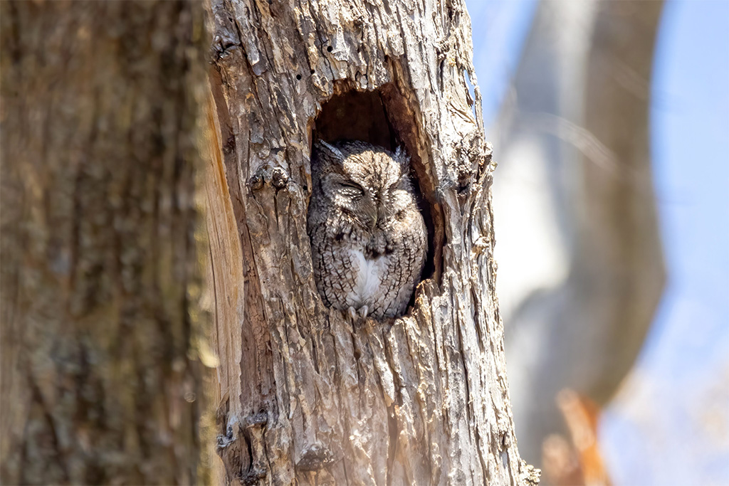 Meet the screech owl, and learn why these birds turn their heads three ...